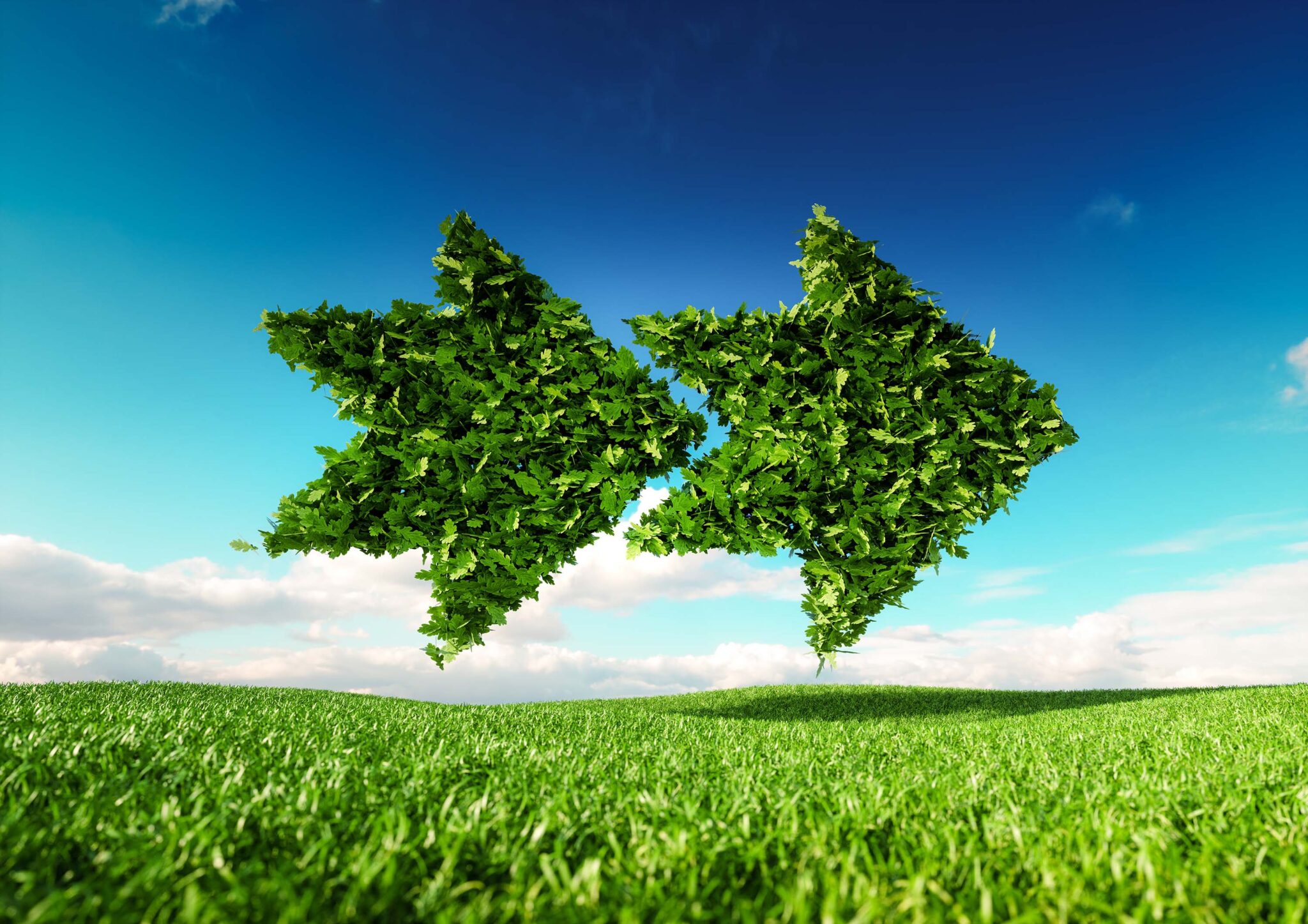 Green vs Eco-friendly vs. Sustainable - cullaci